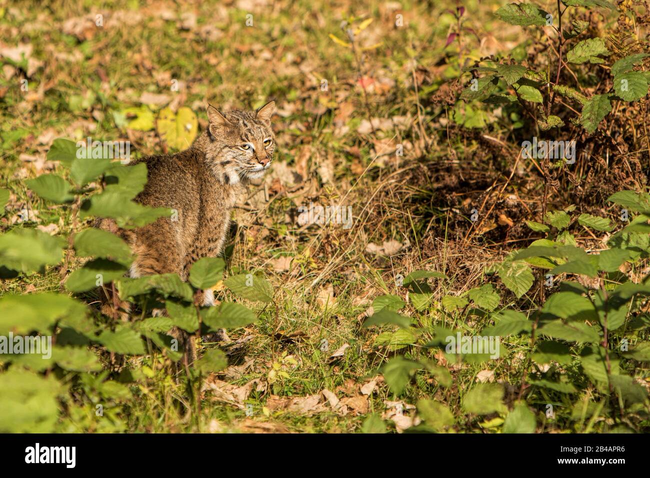 Bobcat, Lynx rufus, Captive, Minnesota, USA Stock Photo - Alamy
