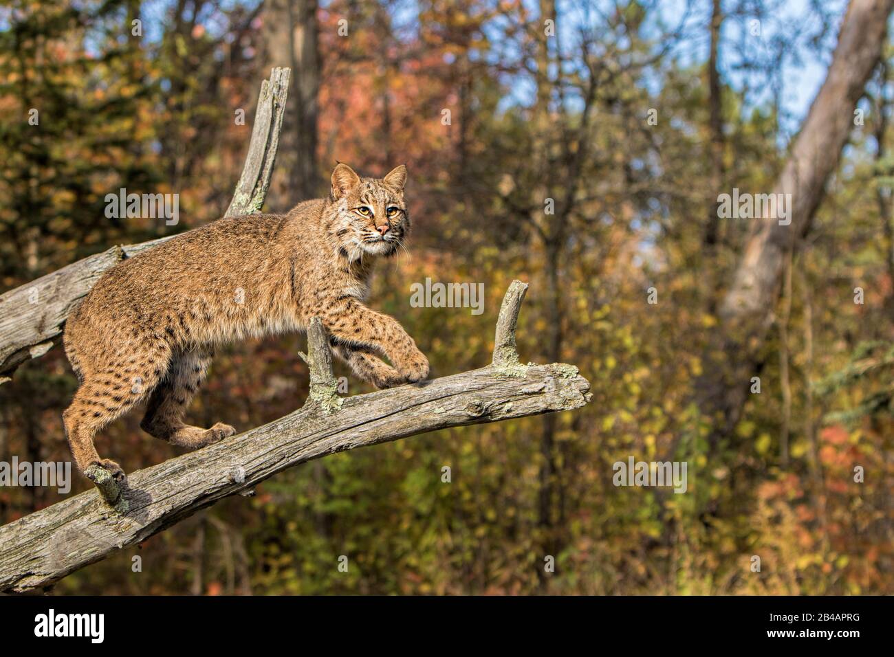 Bobcat, Lynx rufus, Captive, Minnesota, USA Stock Photo - Alamy