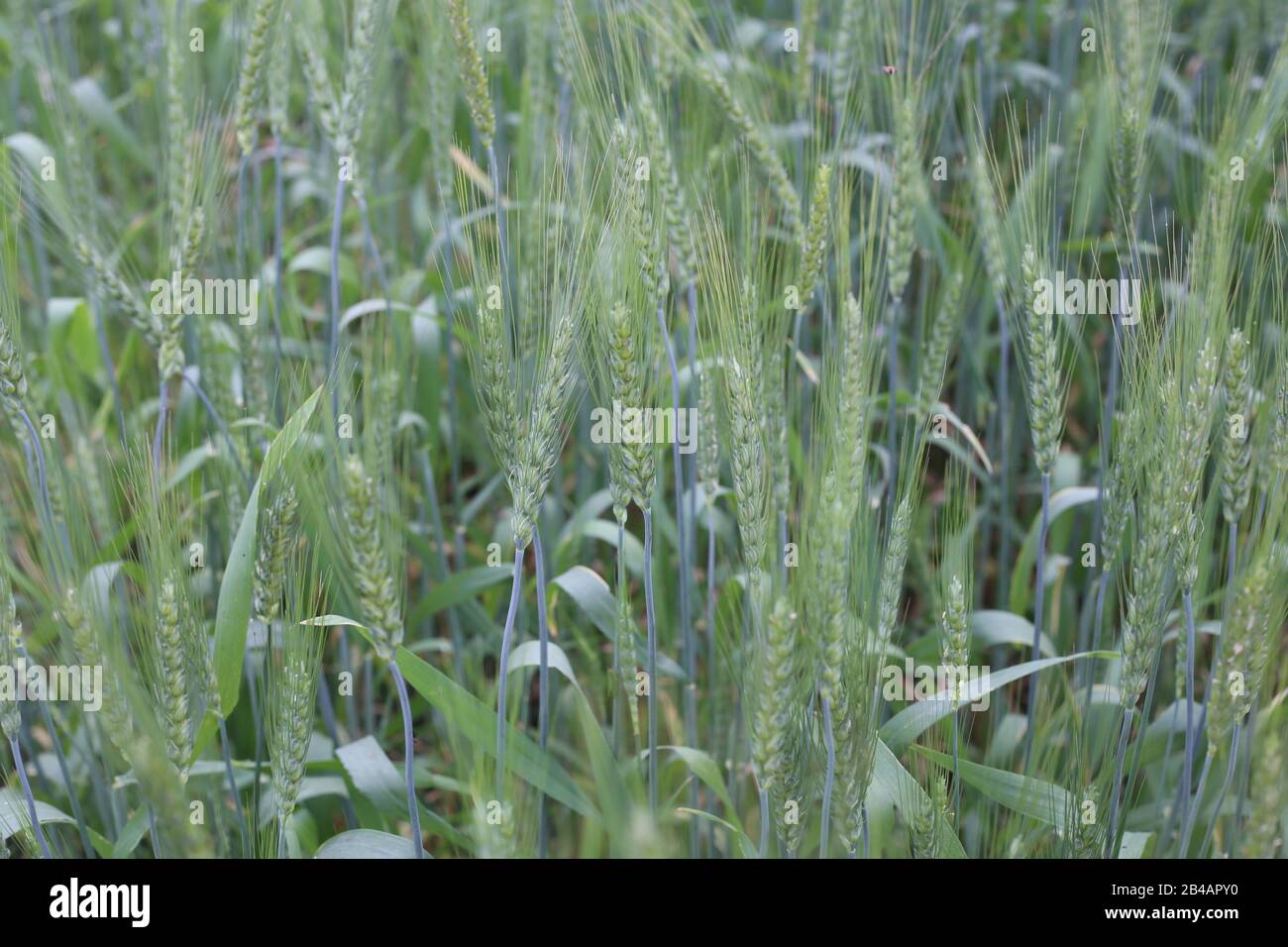 Modern Cultivated Green Wheat Crop Stock Photo - Alamy