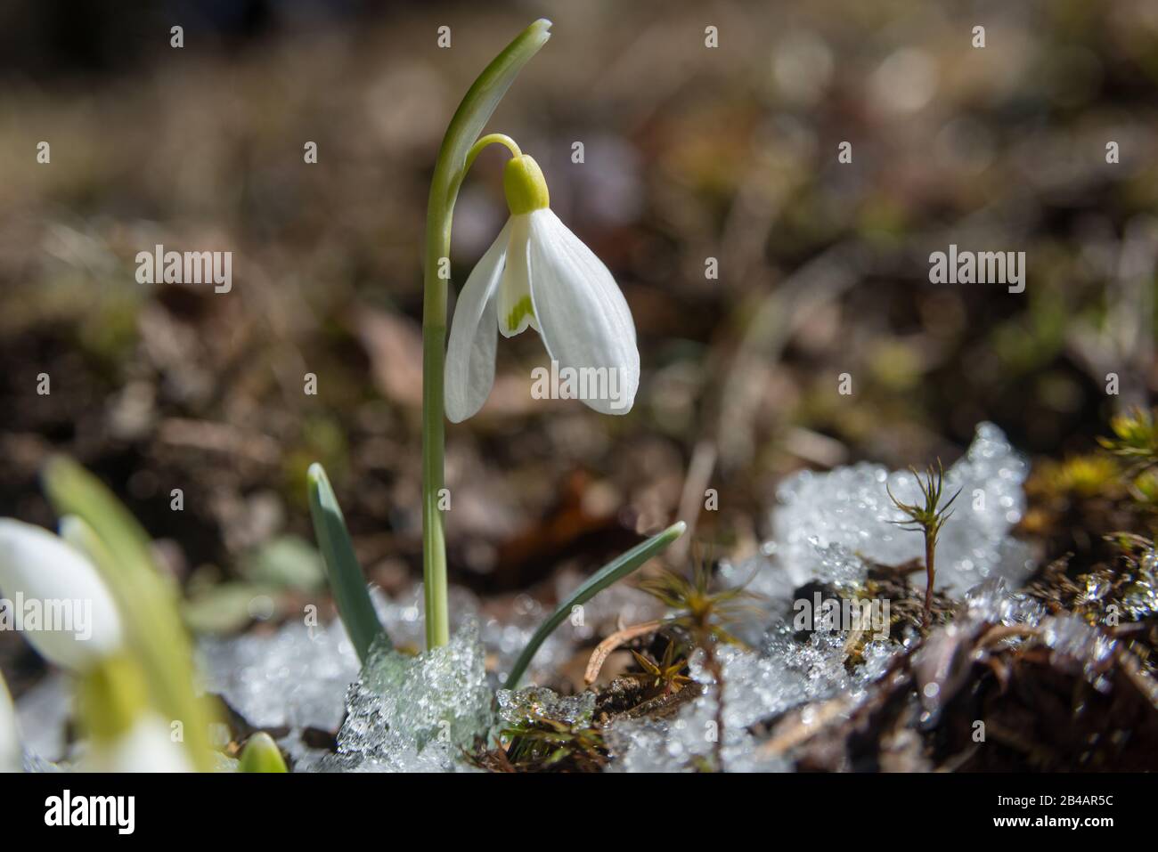 Snowdrop growing between ice particles. Close-up Stock Photo - Alamy
