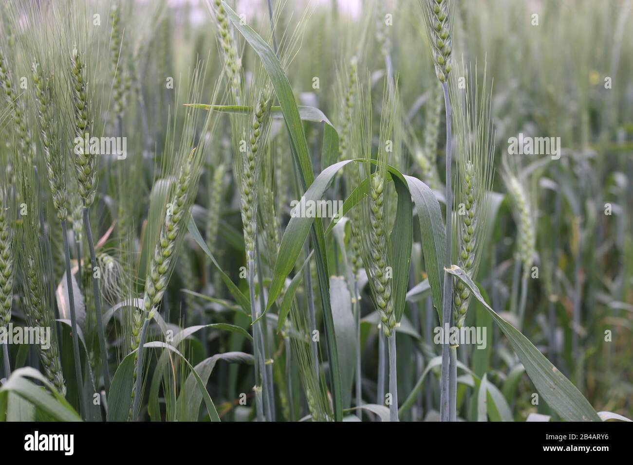 The Wheat Crop bran growing in the fields Stock Photo - Alamy