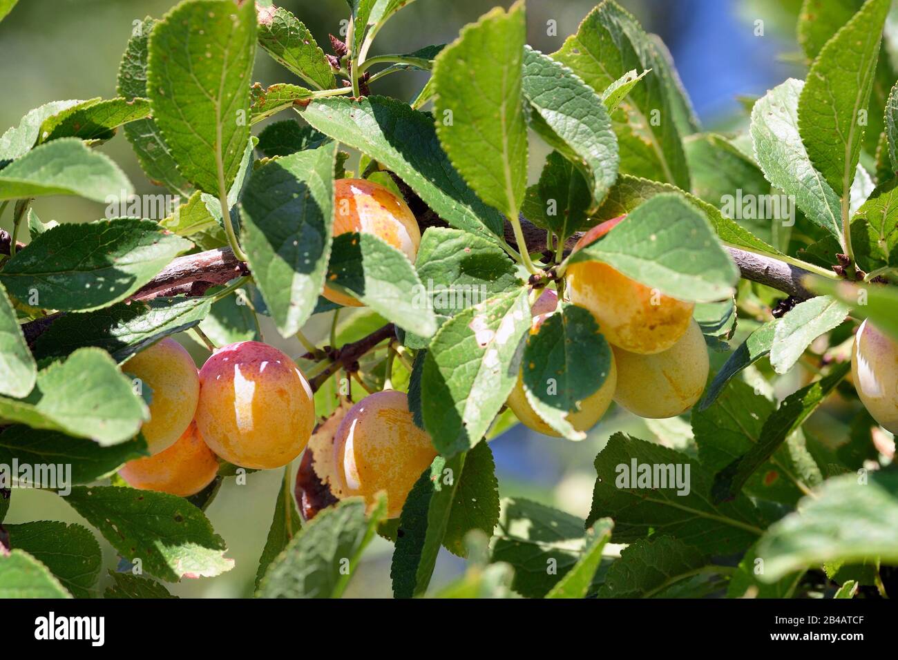 Mirabelle plum tree hi-res stock photography and images - Alamy