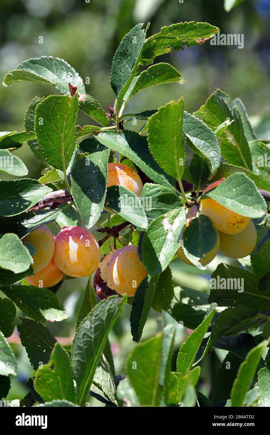 Mirabelle plum tree hi-res stock photography and images - Alamy
