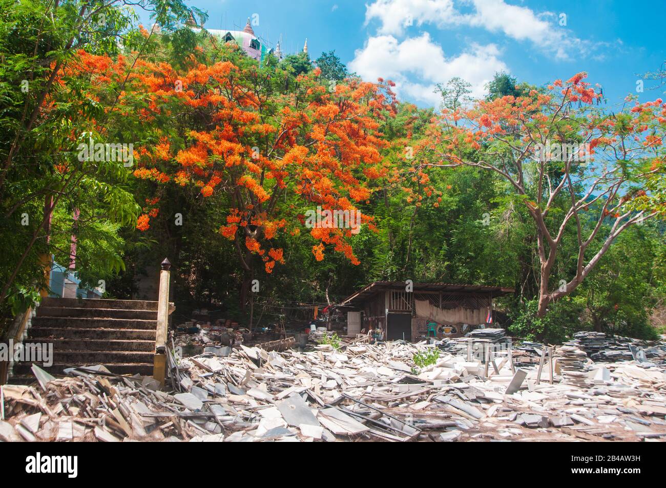 Brilliant red flowers of Poinciana -delonix regia, flamboyant, flame ...