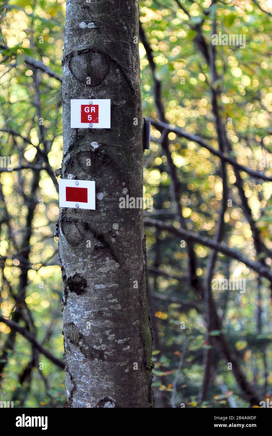 France, Haut Rhin, Ballons des Vosges Regional Natural Park, Rimbach ...