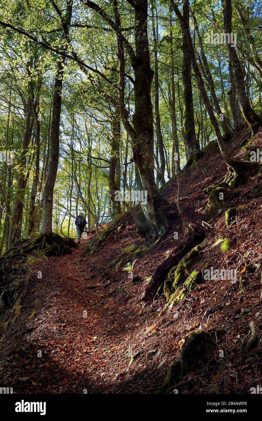 France, Haut Rhin, Ballons des Vosges Regional Natural Park, Rimbach ...