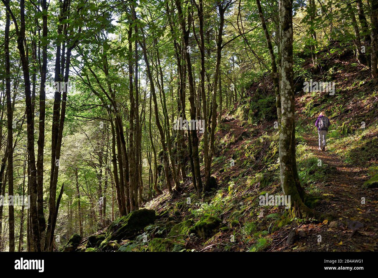 Gr5 Trail High Resolution Stock Photography and Images - Alamy
