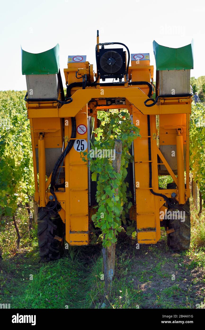 Grape vine harvester hi-res stock photography and images - Alamy