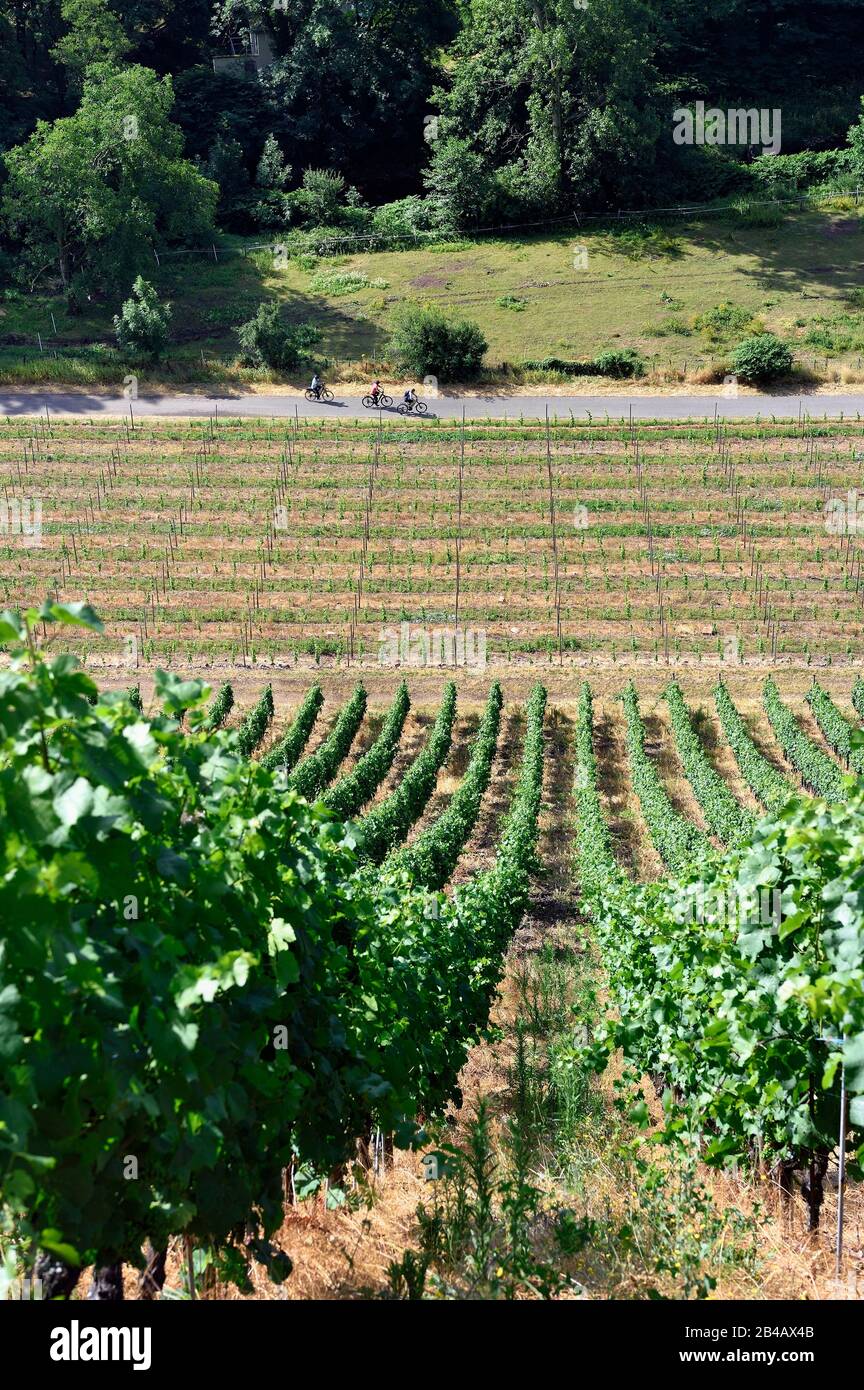 Rangen vineyard hi-res stock photography and images - Alamy