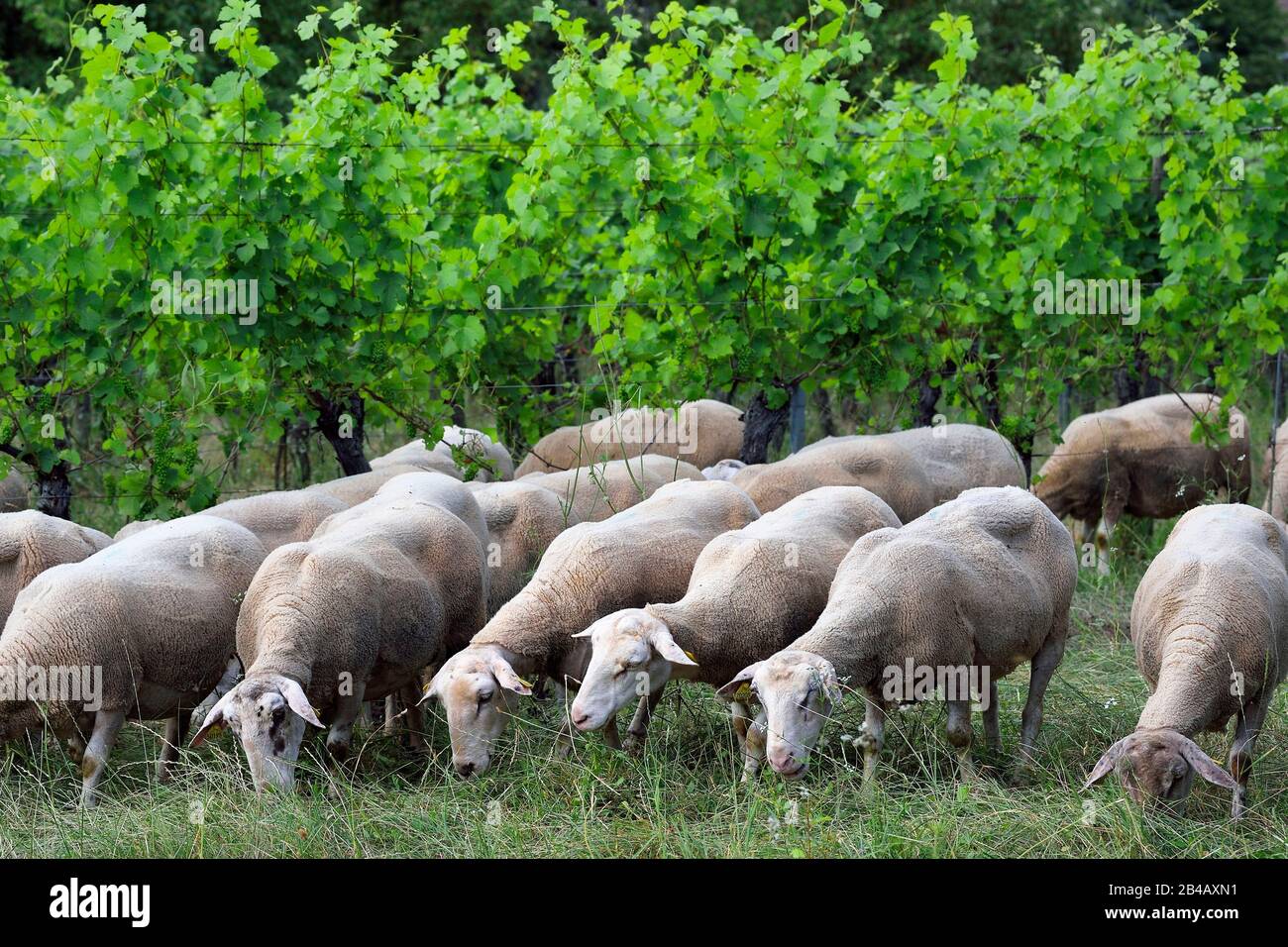 France, Bas Rhin, the Alsace Wine Route, Traenheim, Wine estate MULLER ...