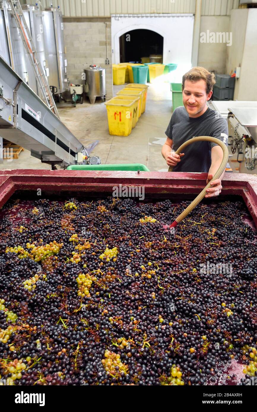 France, Haut Rhin, the Alsace Wine Route, Bergheim, Wine estate Marcel ...