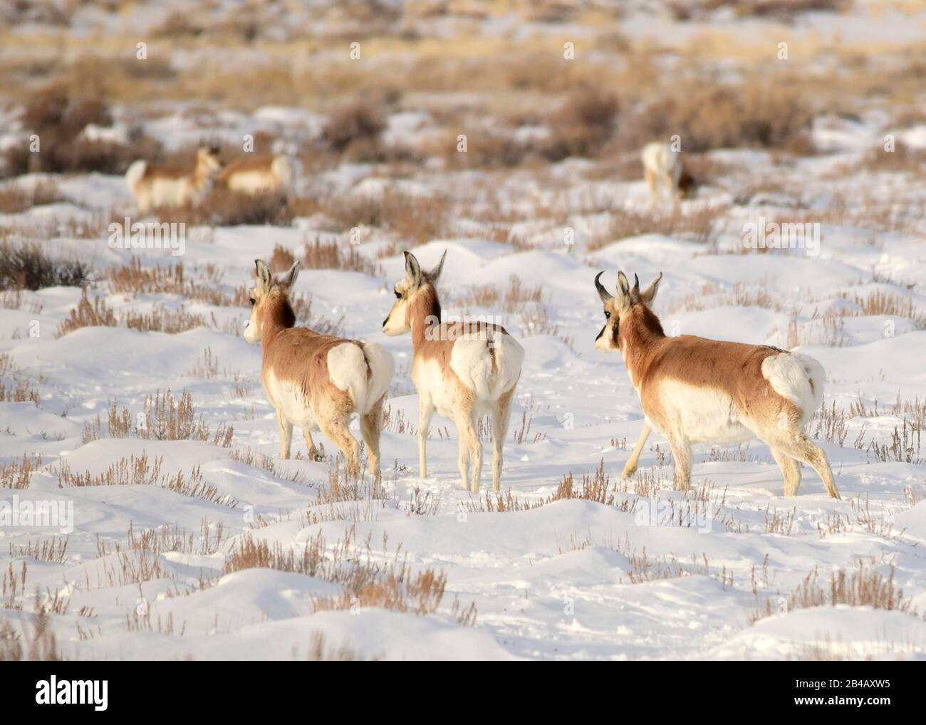 Sagebrush grasslands in spring hi-res stock photography and images - Alamy