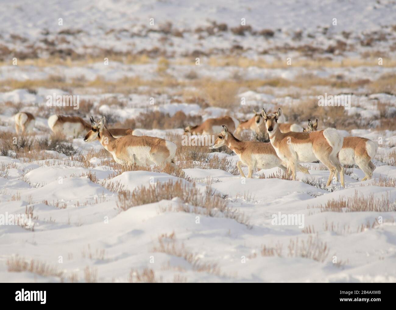 Sagebrush grasslands in spring hi-res stock photography and images - Alamy