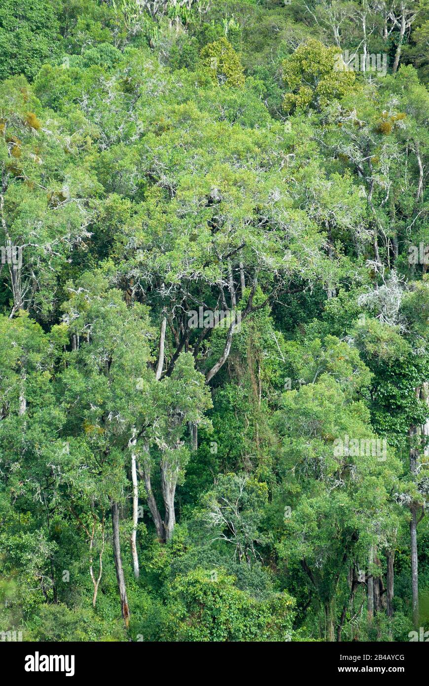 Tropical rain-forest at the western slopes of Mt Kilimanjaro, Tanzania ...
