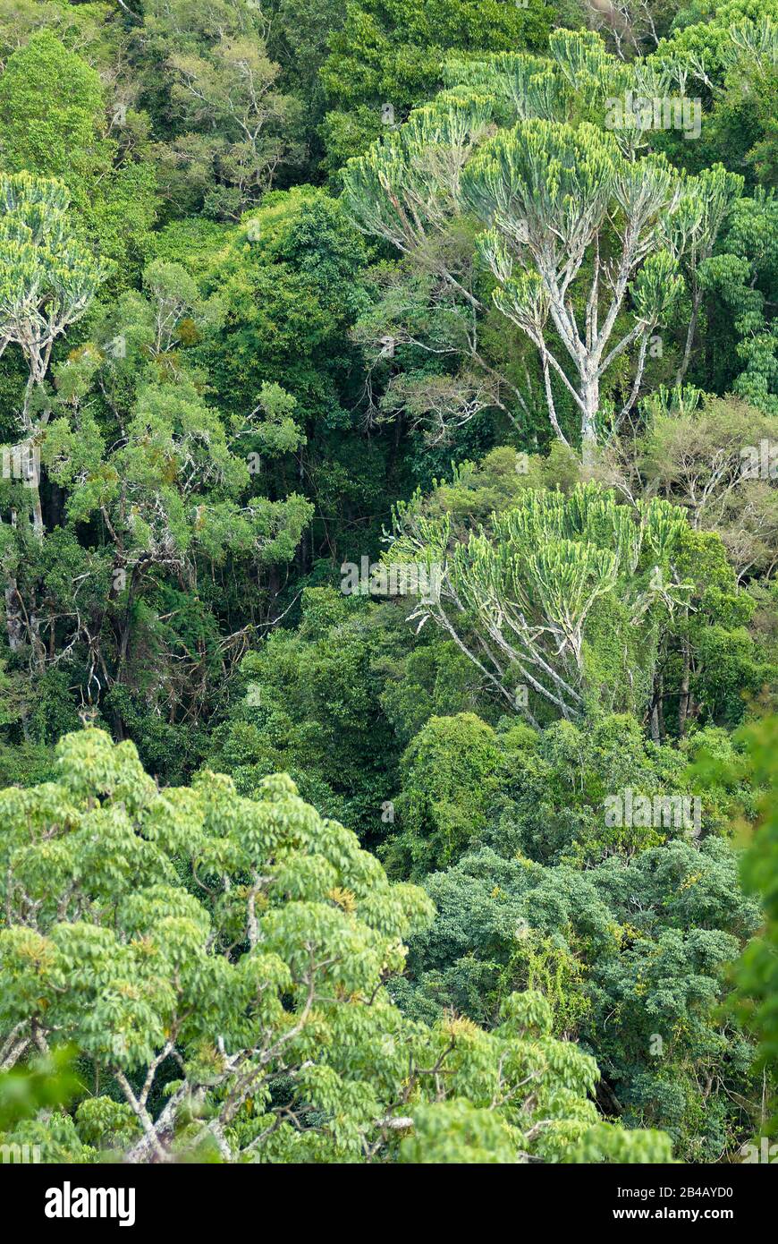 Tropical rain-forest at the western slopes of Mt Kilimanjaro, Tanzania ...
