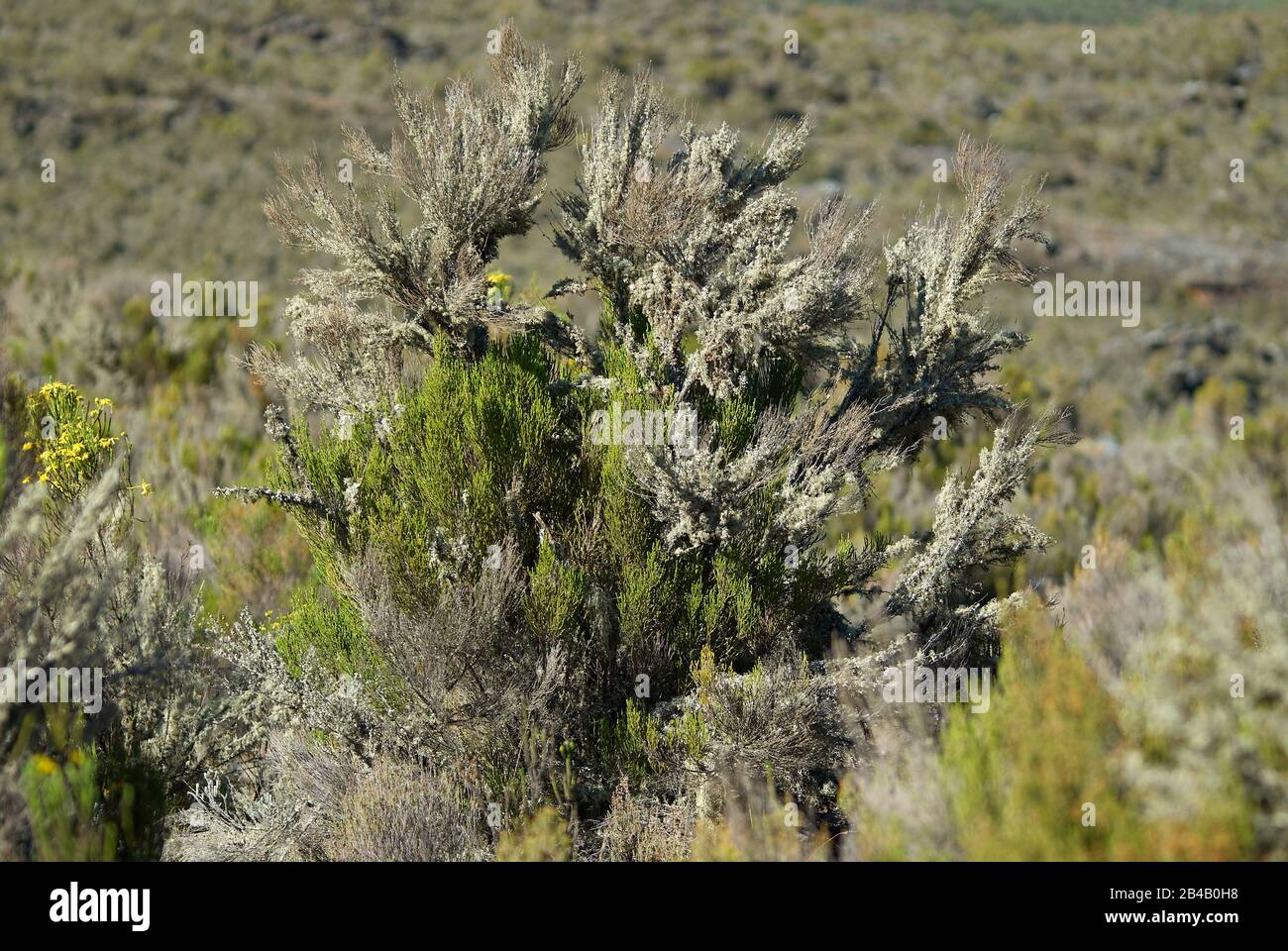 A giant heather plant on Shira plateau, Mt Kilimanjaro Stock Photo - Alamy