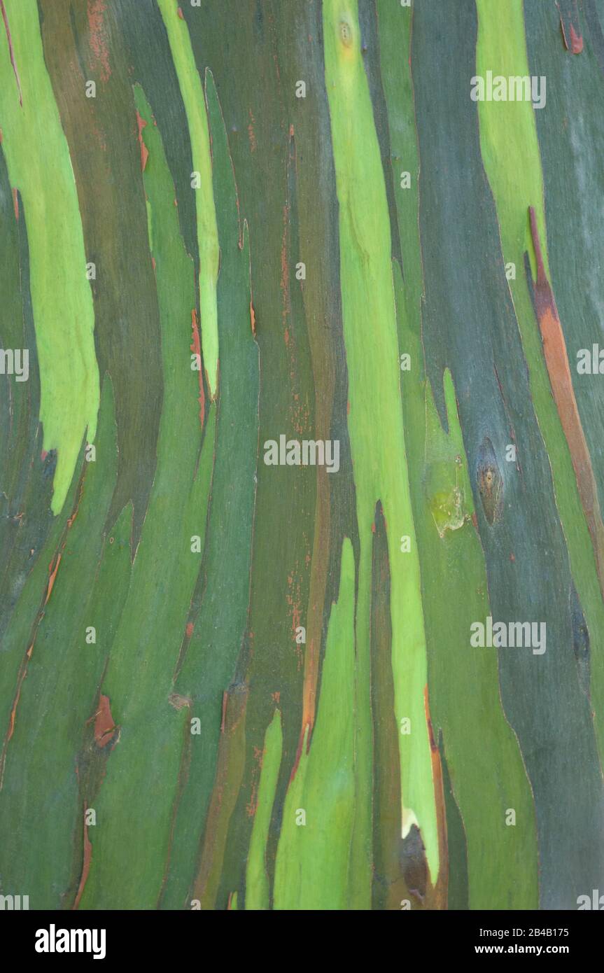 Eucalyptus green bark close-up. Nature background Stock Photo - Alamy
