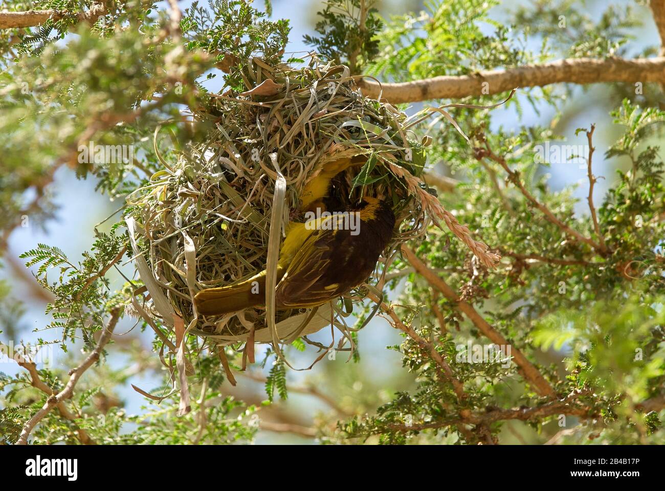 A Weaver bird weaving its nest into an Acacia tree Stock Photo - Alamy