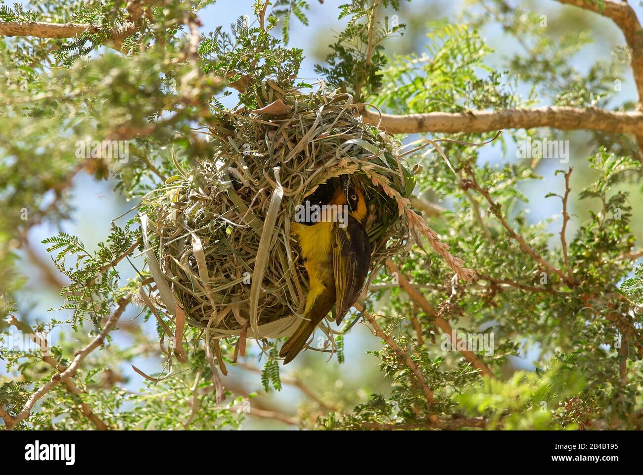A Weaver bird weaving its nest into an Acacia tree Stock Photo - Alamy