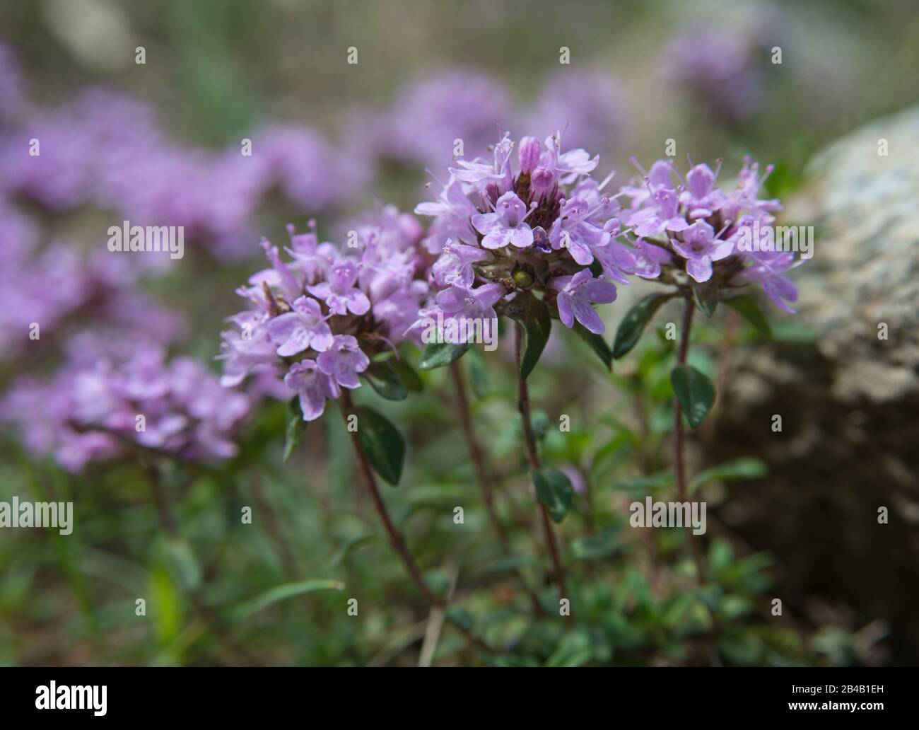 Several thyme thymus vulgaris hi-res stock photography and images - Alamy