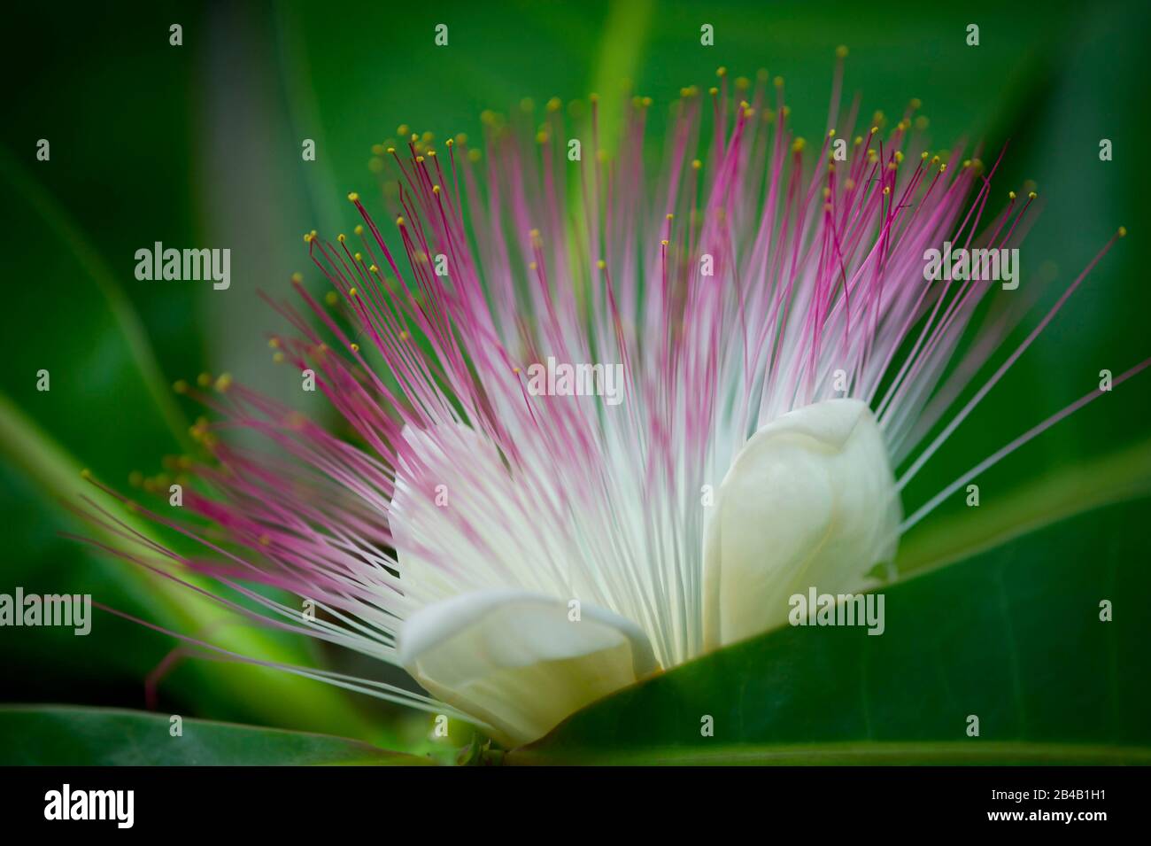 Seychelles, Praslin Island, local flora, Indian Badamier flower ...
