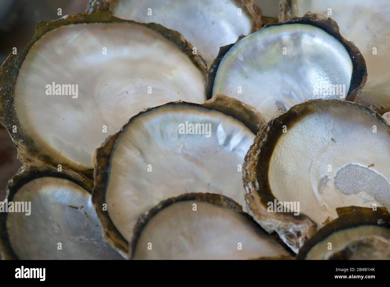 Seychelles, Praslin Island, interior pearl shell with empty pearl ...