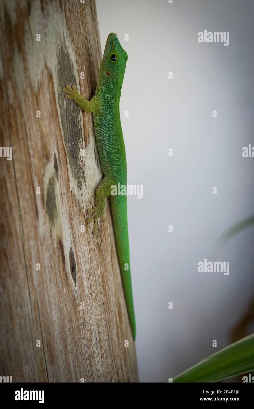 Island day gecko hi-res stock photography and images - Alamy