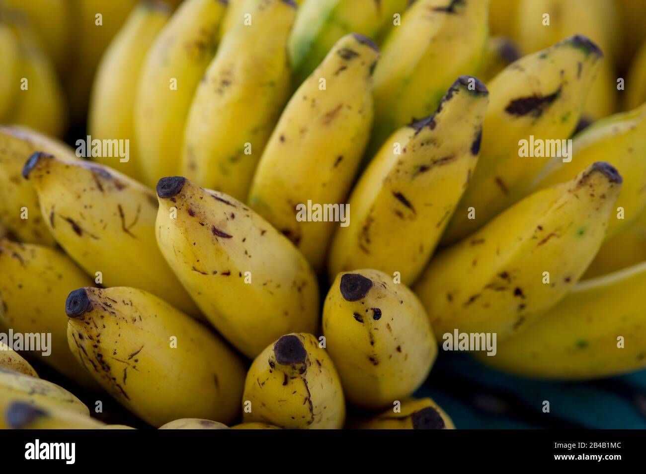 Victoria bananas hi-res stock photography and images - Alamy