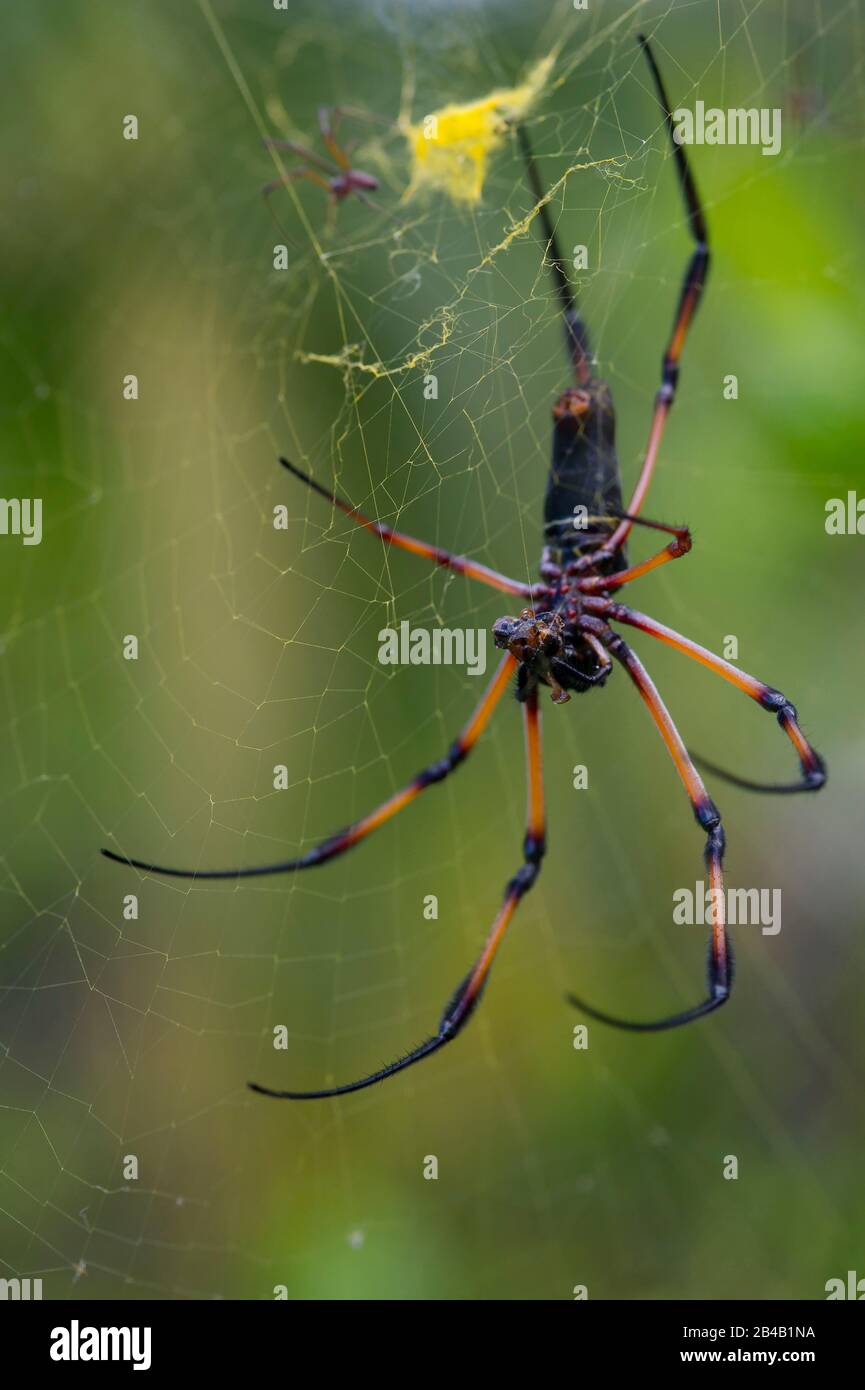 Seychelles, island of Mahe, nephile spider on its web Stock Photo - Alamy
