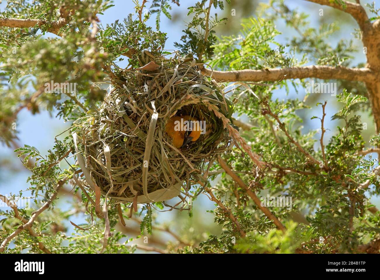 A Weaver bird weaving its nest into an Acacia tree Stock Photo - Alamy