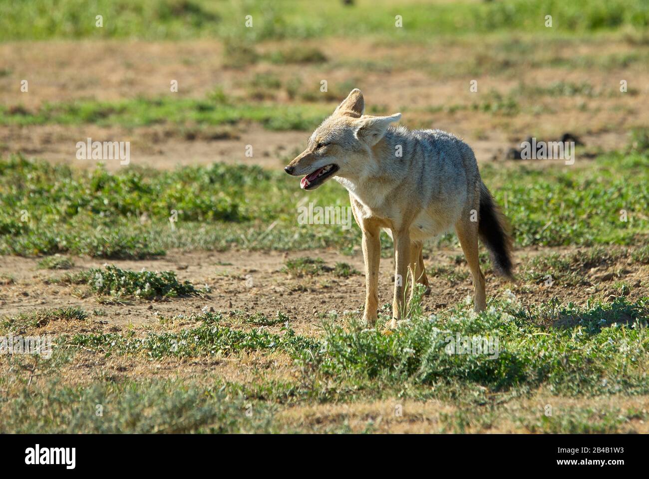 South African Wolf