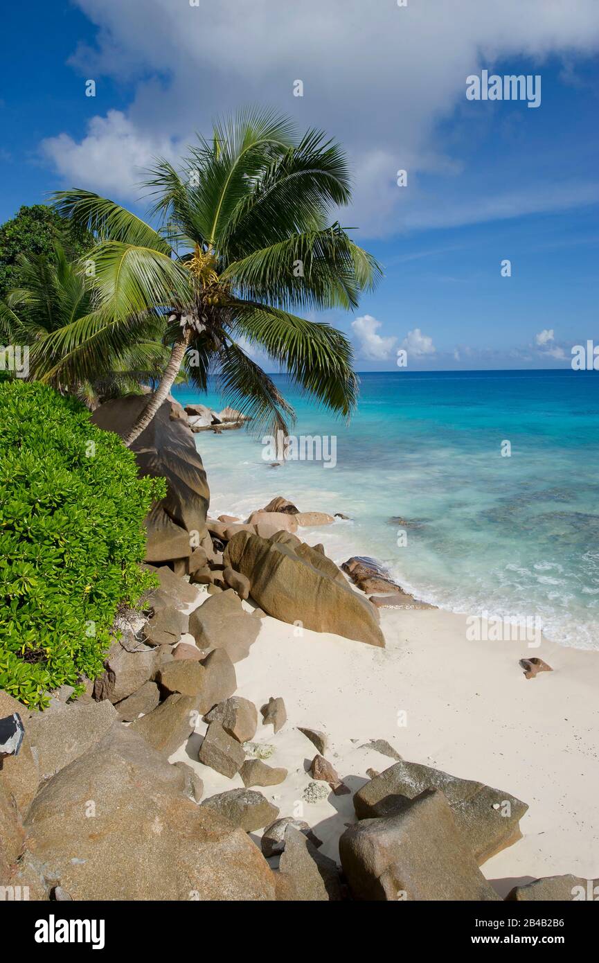 Seychelles, La Digue, beach, palm tree and granite rocks of Anse ...