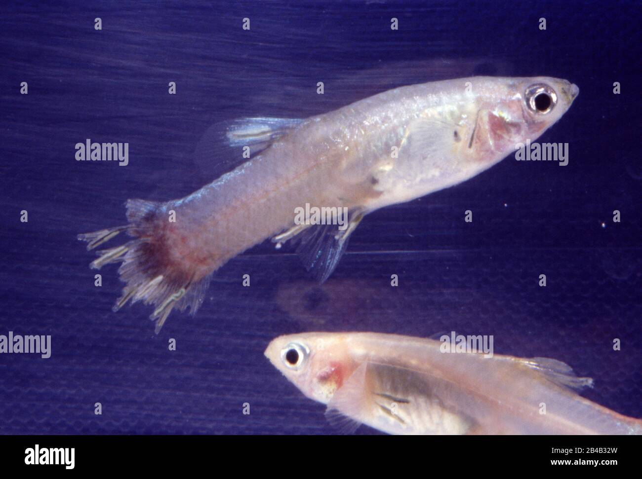 Female guppies affected by anchor worms (Lernaea cyprinacea Stock Photo ...