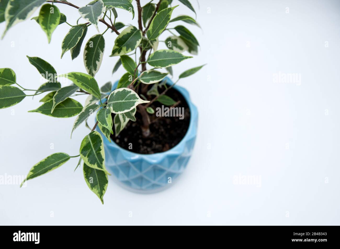 Young Ficus benjamina in a blue pot on a white background. Growing tree ...