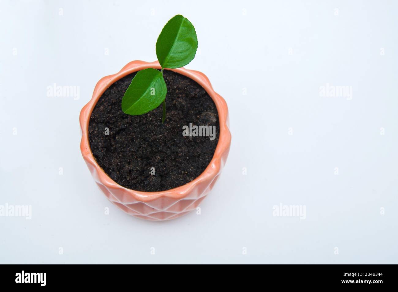New sprout in a pot on a white background. New tree life Stock Photo ...