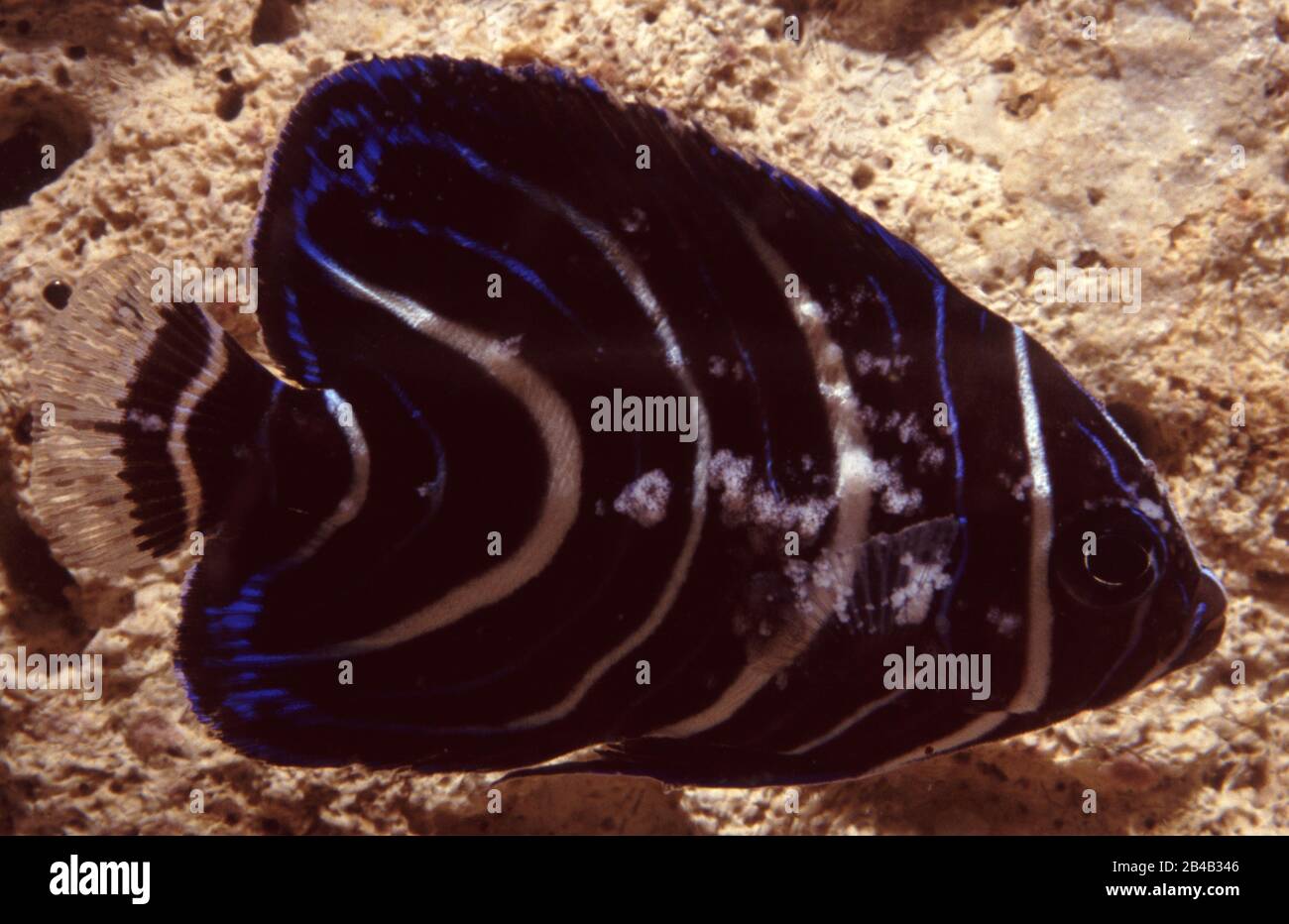 Lymphocystis in marine angel fish, Pomacanthus semicirculatus Stock ...