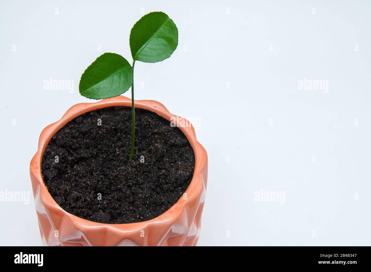 New sprout in a pot on a white background. New tree life Stock Photo ...
