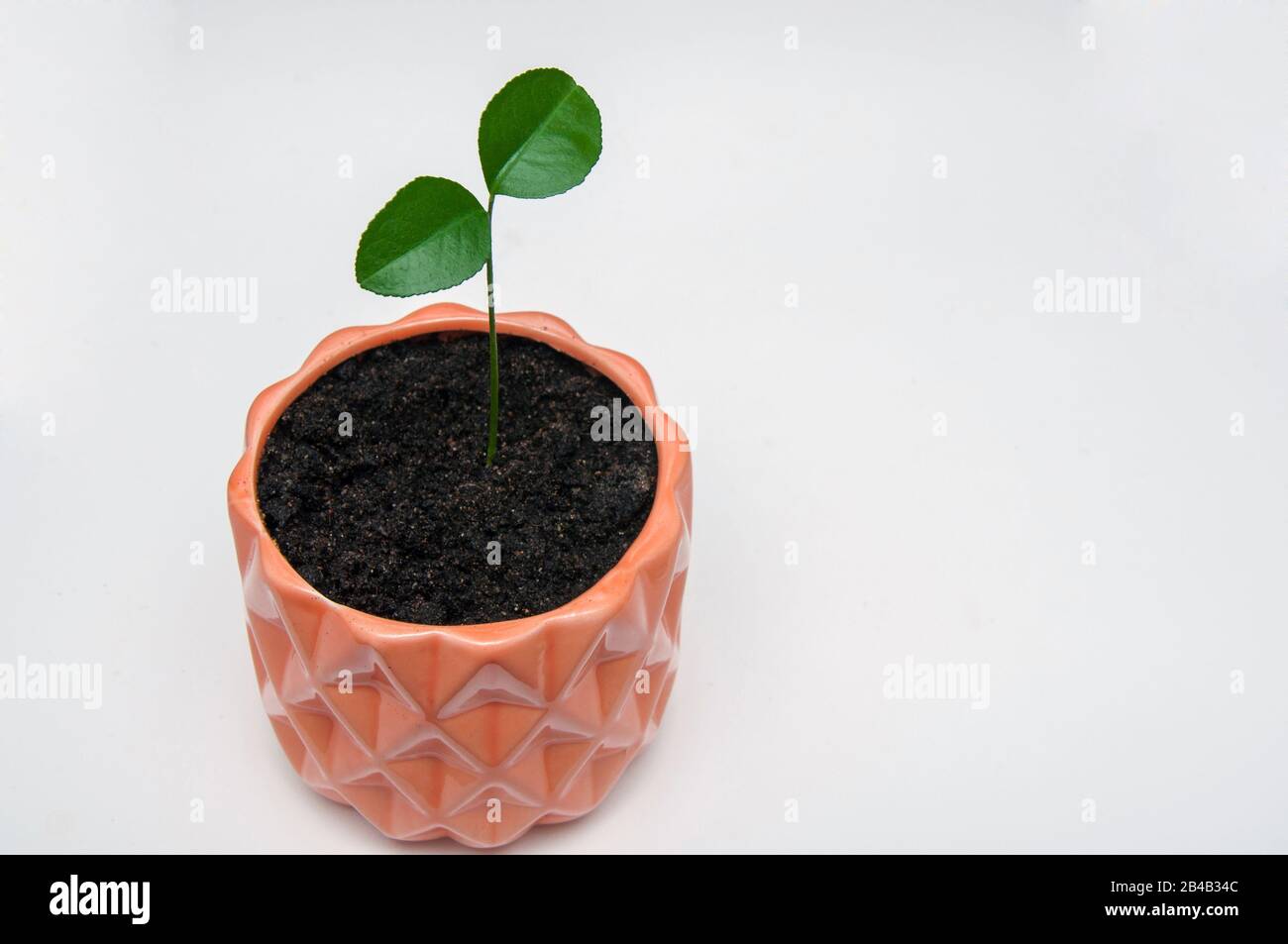 New sprout in a pot on a white background. New tree life Stock Photo ...