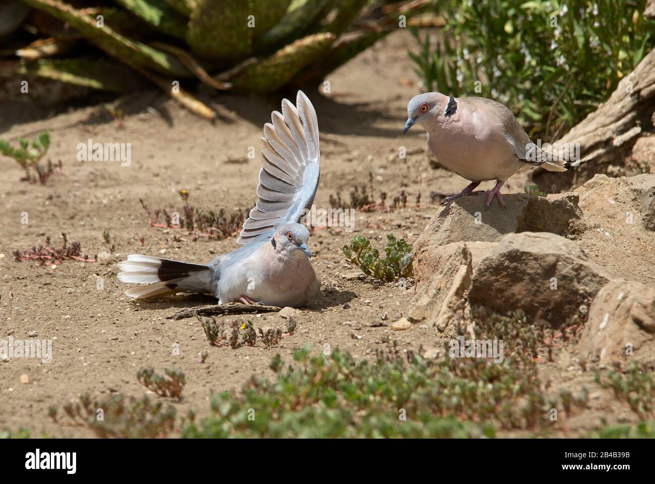Taking a sand bath hi-res stock photography and images - Alamy