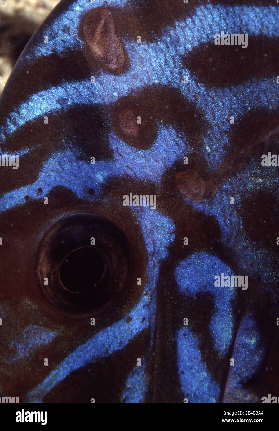 Discus fish affected by Hole disease or Head erosion Stock Photo - Alamy