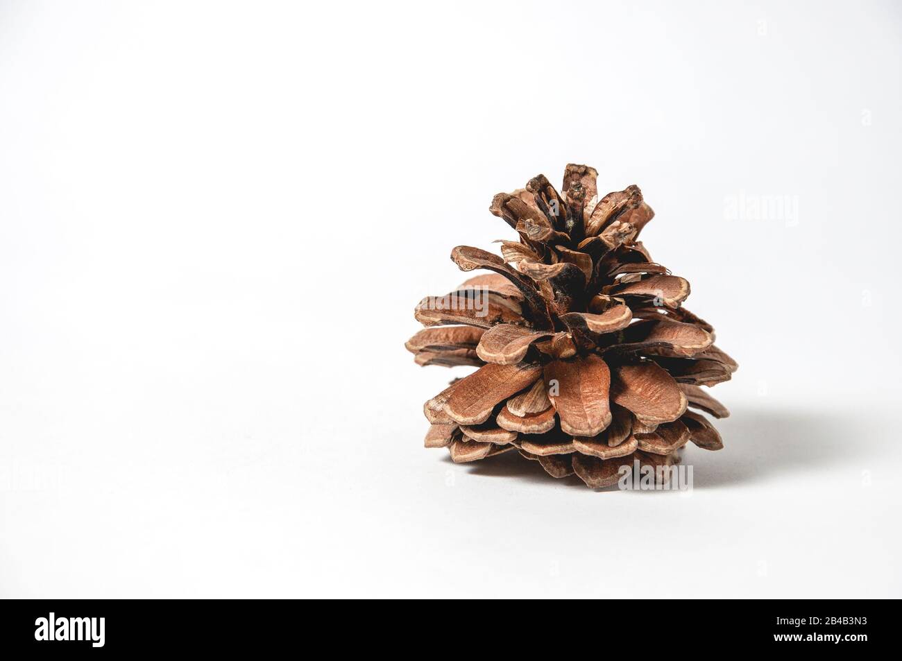 Open pine cone on white background. One Pine cone Stock Photo - Alamy