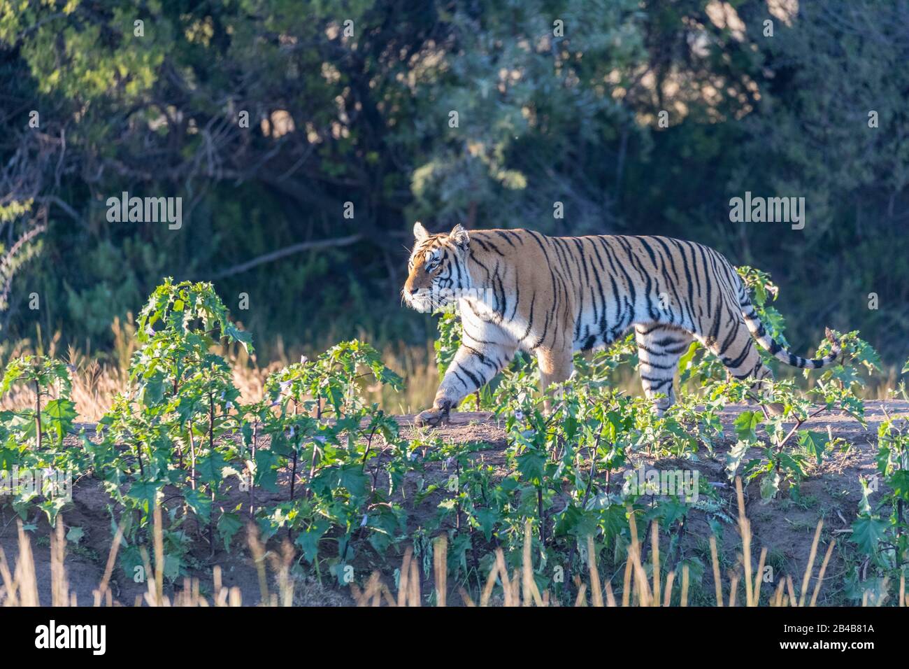 South Africa, Private reserve, Asian (Bengal) Tiger (Panthera tigris ...