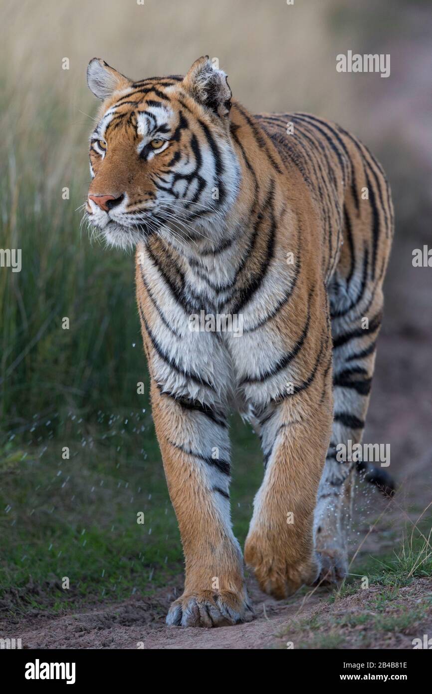 South Africa, Private reserve, Asian (Bengal) Tiger (Panthera tigris ...