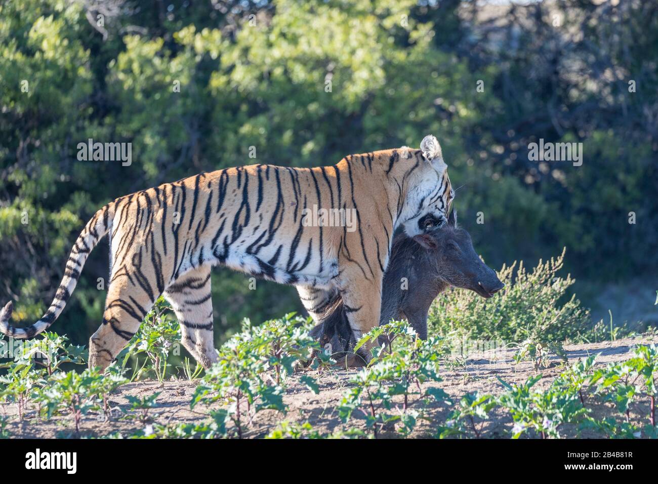 South Africa, Private reserve, Asian (Bengal) Tiger (Panthera tigris ...