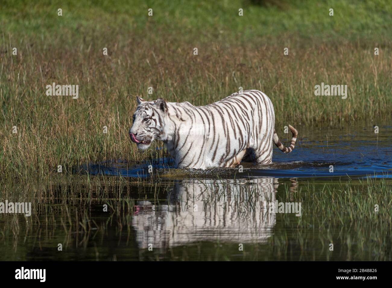South Africa, Private reserve, Asian (Bengal) Tiger (Panthera tigris ...