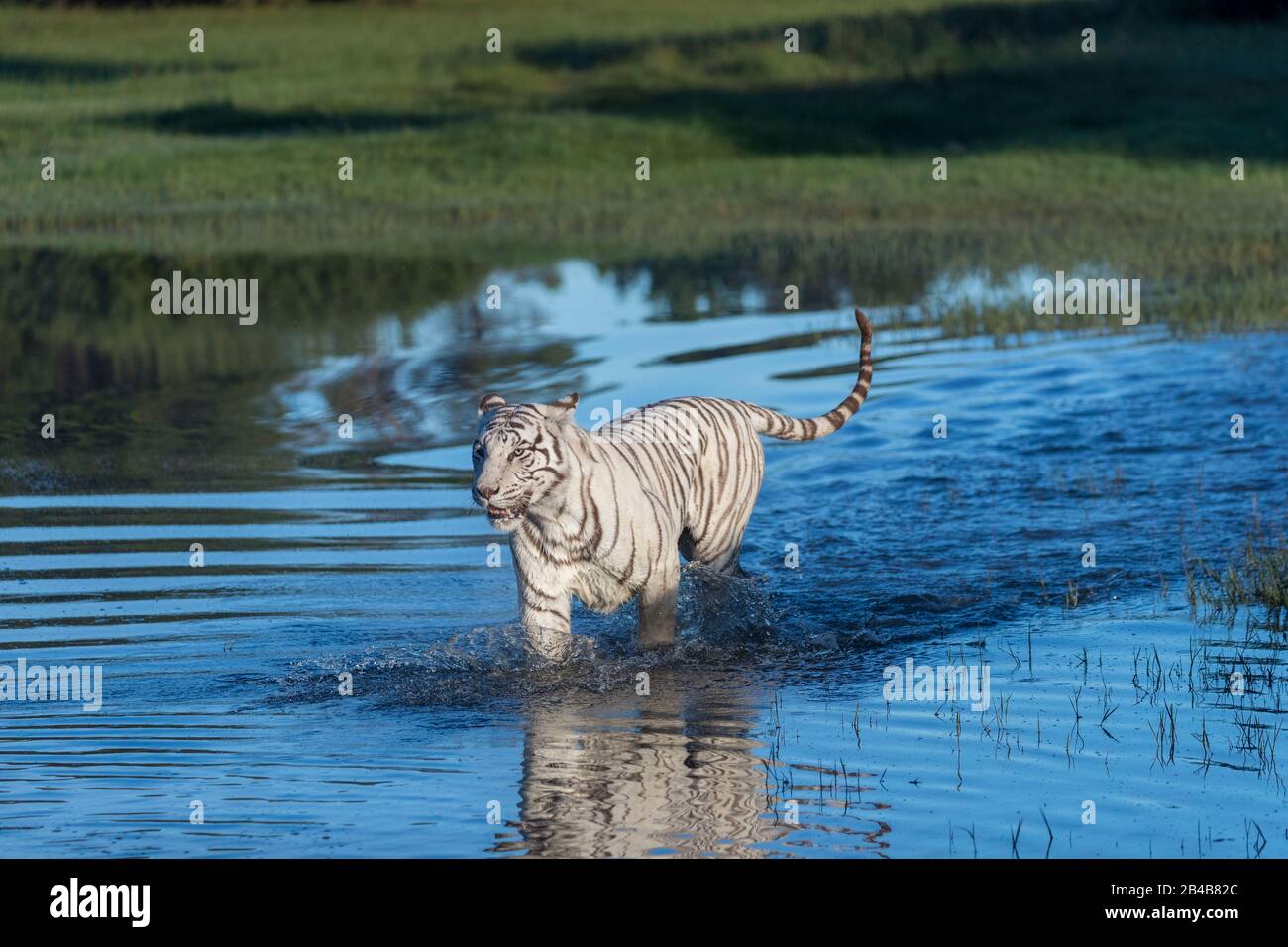 South Africa, Private reserve, Asian (Bengal) Tiger (Panthera tigris ...