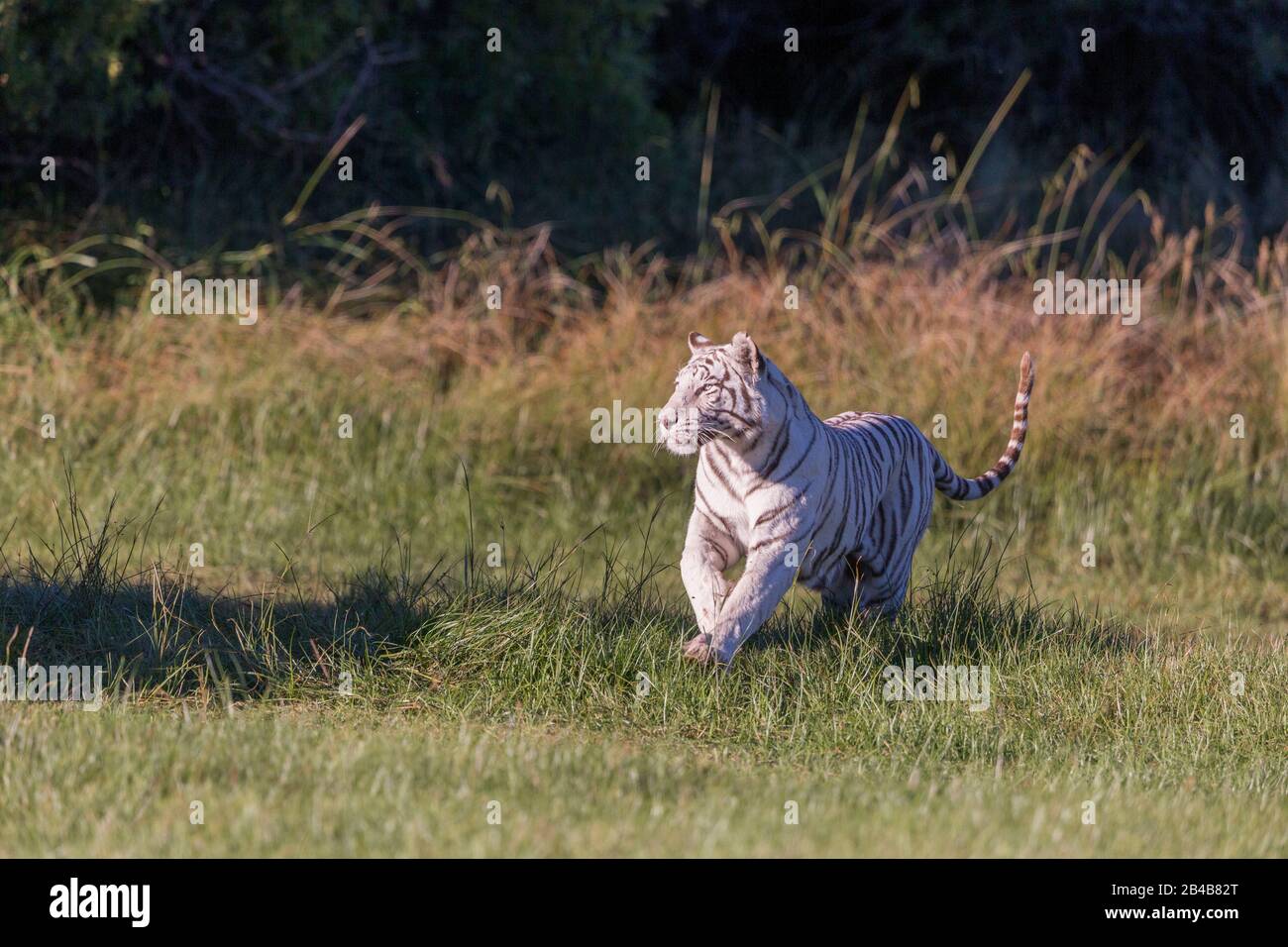 South Africa, Private reserve, Asian (Bengal) Tiger (Panthera tigris ...