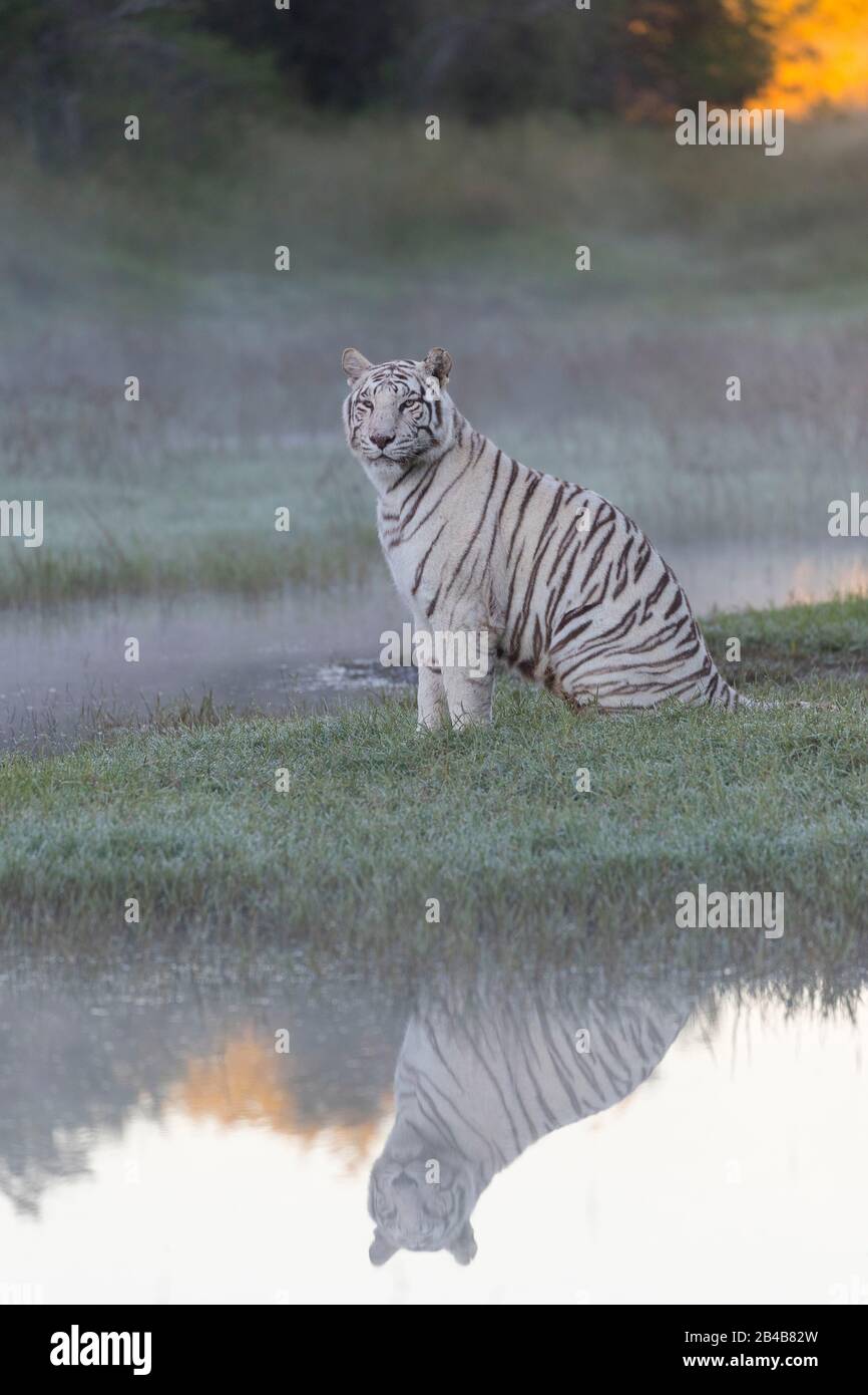 South Africa, Private reserve, Asian (Bengal) Tiger (Panthera tigris ...