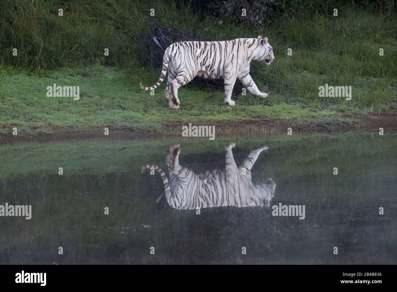 Adult female white bengal tiger hi-res stock photography and images - Alamy