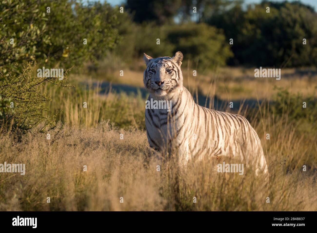 South Africa, Private reserve, Asian (Bengal) Tiger (Panthera tigris ...